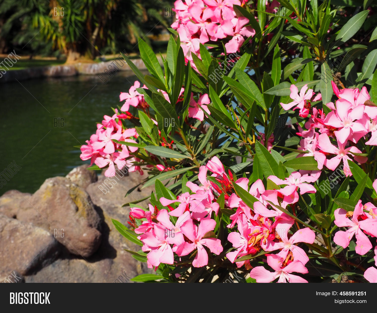 Oleander Nerium. Image & Photo (Free Trial) | Bigstock