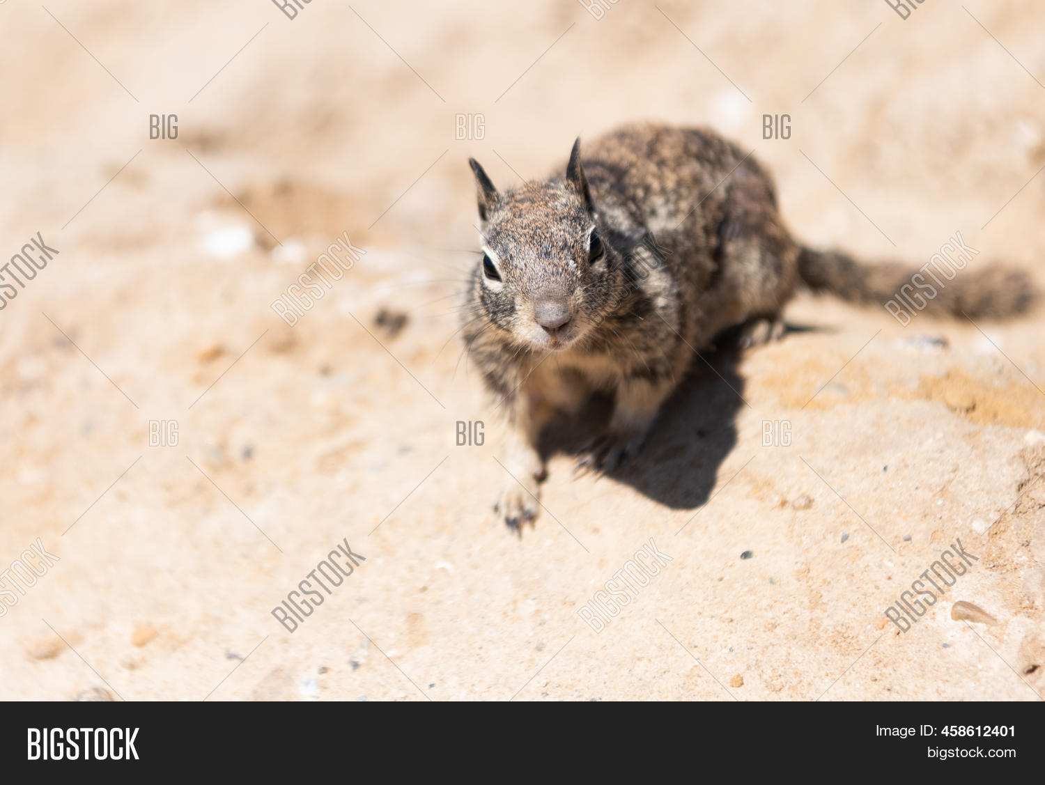 Wild Ground-squirrel Image & Photo (Free Trial) | Bigstock