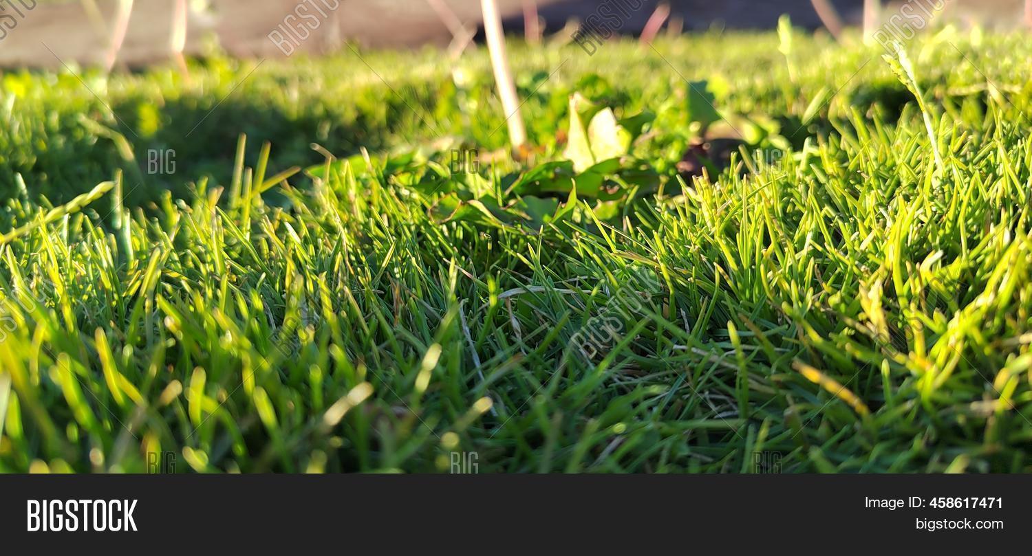 View Green Grass Image & Photo (Free Trial) | Bigstock