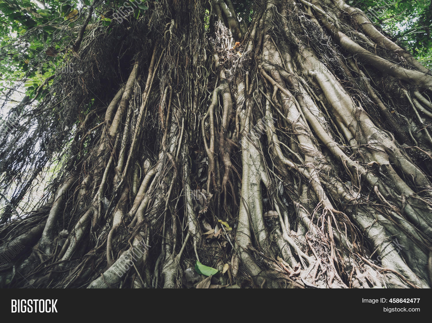 Roots Banyan Tree Image & Photo (Free Trial) | Bigstock
