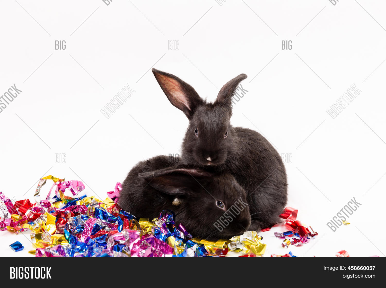 Two Black Rabbits Sit Image & Photo (Free Trial) | Bigstock