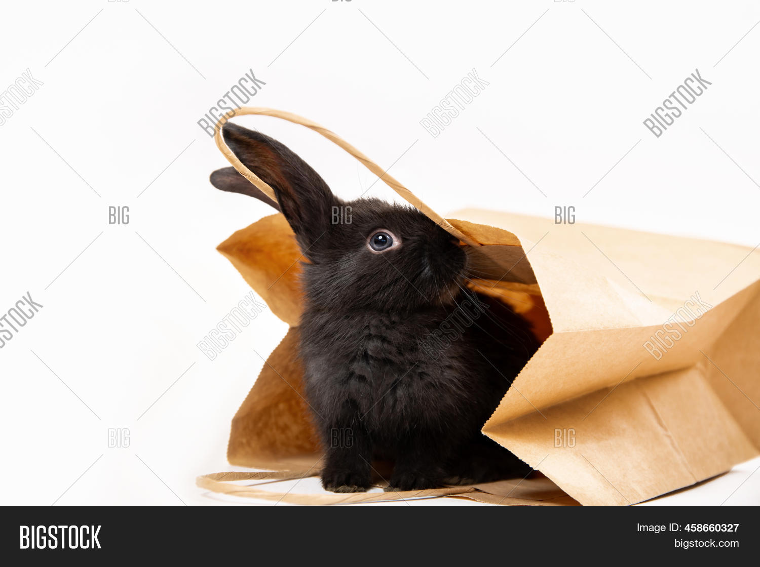 One Little Black Image & Photo (Free Trial) | Bigstock