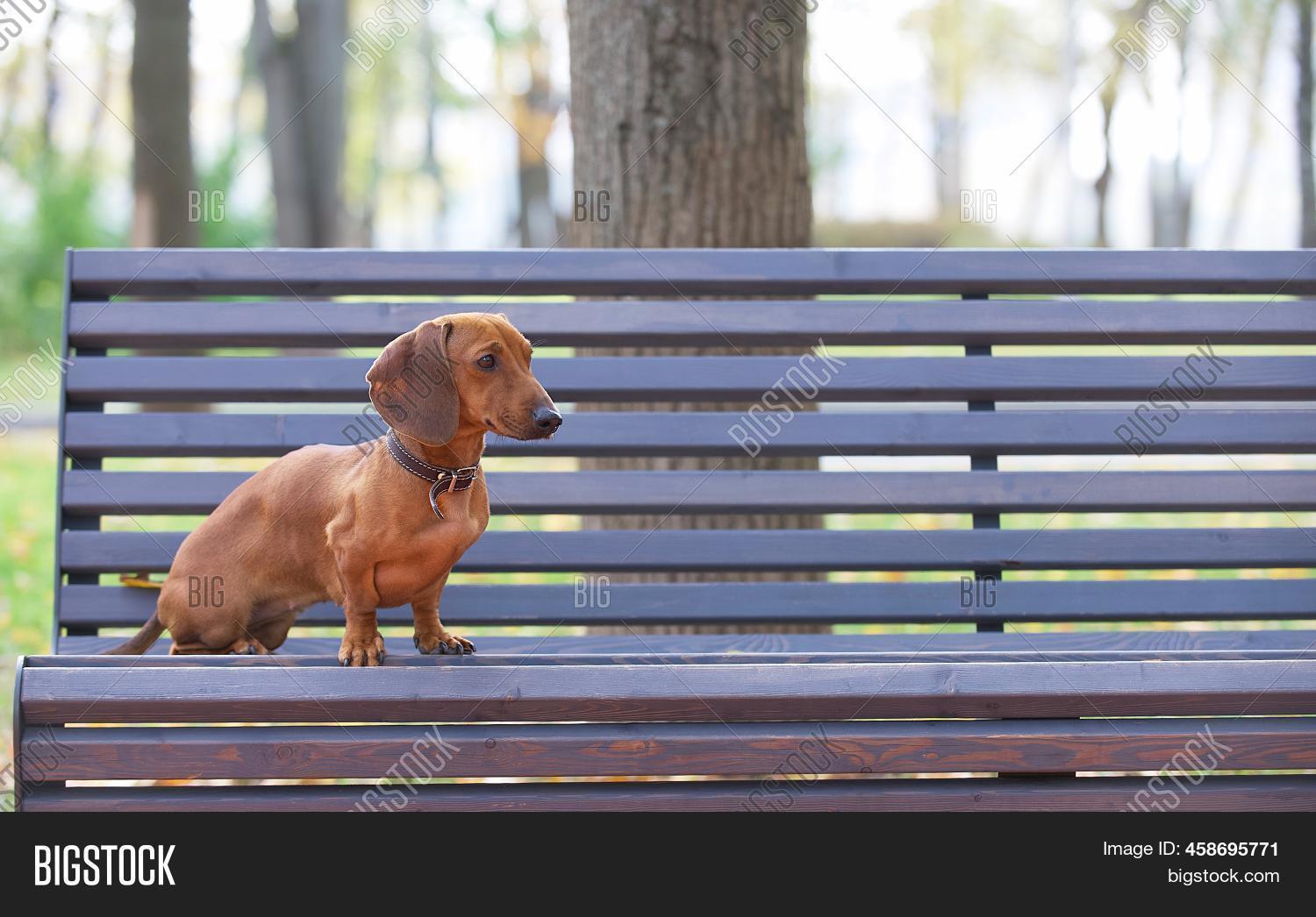 Red Hunting Dog Image & Photo (Free Trial) | Bigstock