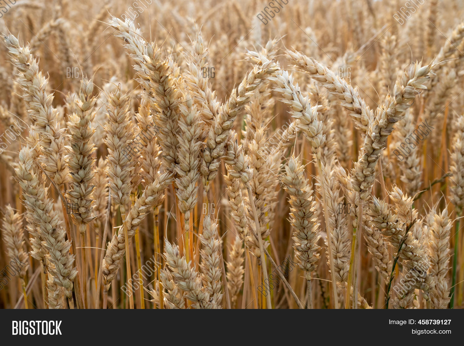 Wheat Field. Ears Image & Photo (Free Trial) | Bigstock