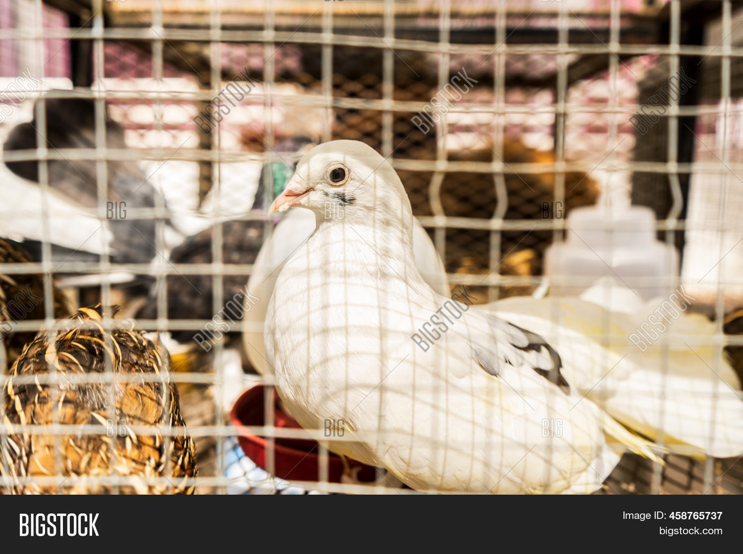 Exotic Birds Bred Image & Photo (Free Trial) | Bigstock