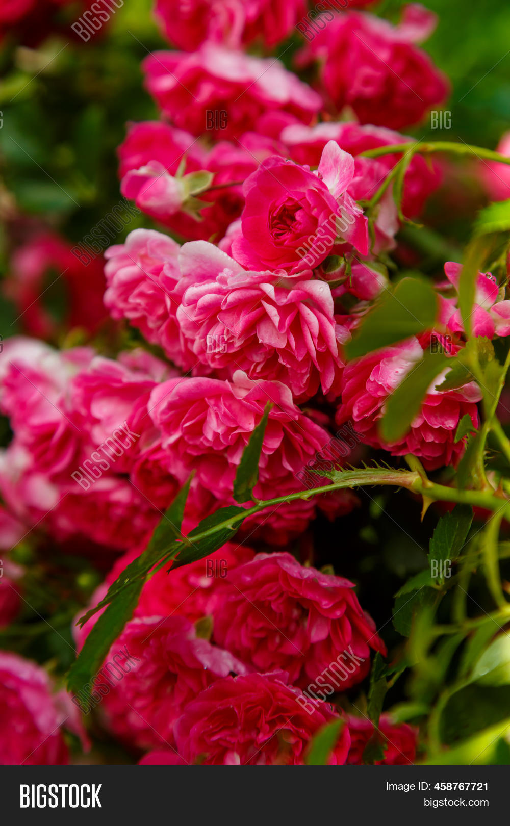 Climbing Rose Dark Red Image & Photo (Free Trial) | Bigstock