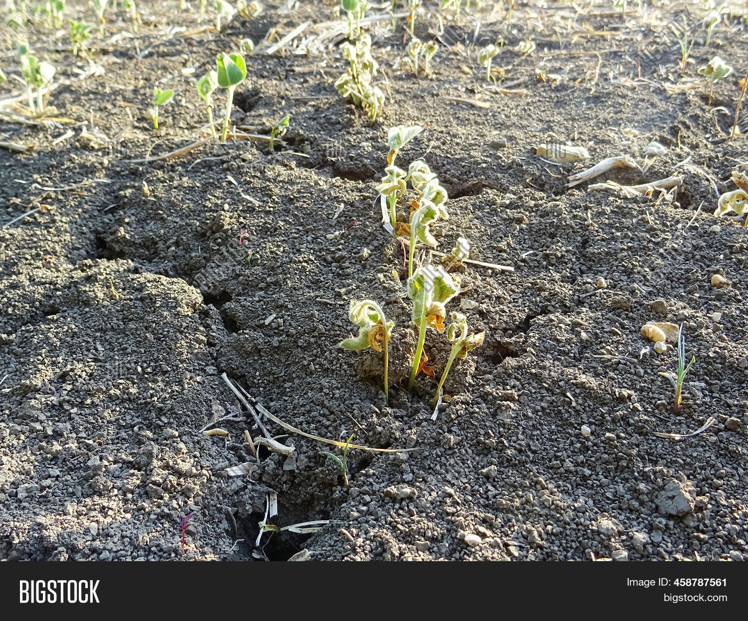 Grain Crop Destroyed Image & Photo (Free Trial) | Bigstock
