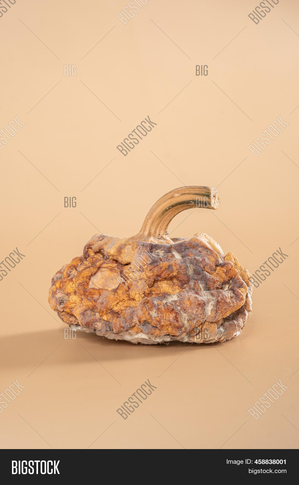 Black Mold On Pumpkin Image & Photo (Free Trial) | Bigstock