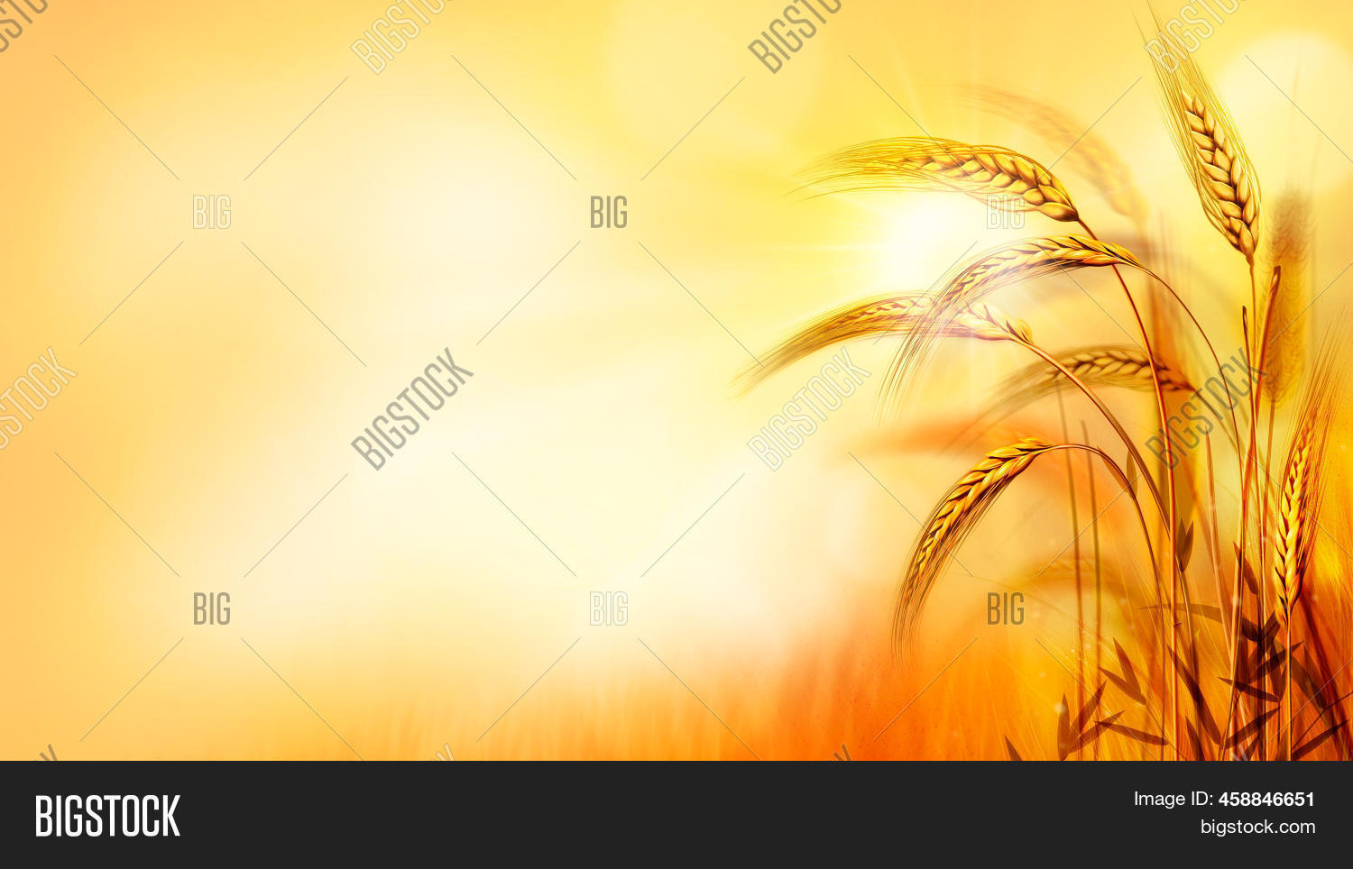 Wheat Closeup. Wheat Image & Photo (Free Trial) | Bigstock
