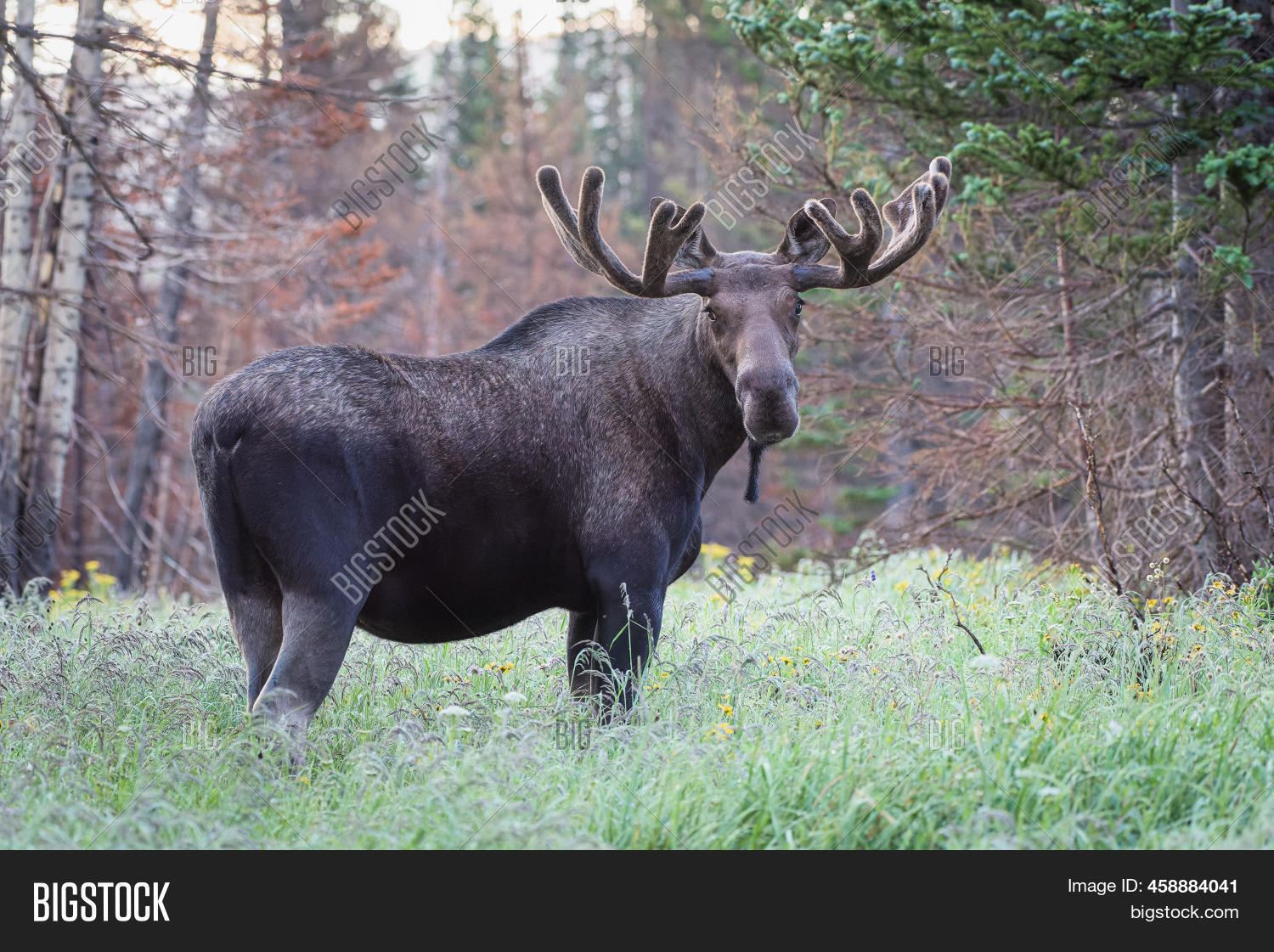 Mature Bull Moose Image & Photo (Free Trial) | Bigstock