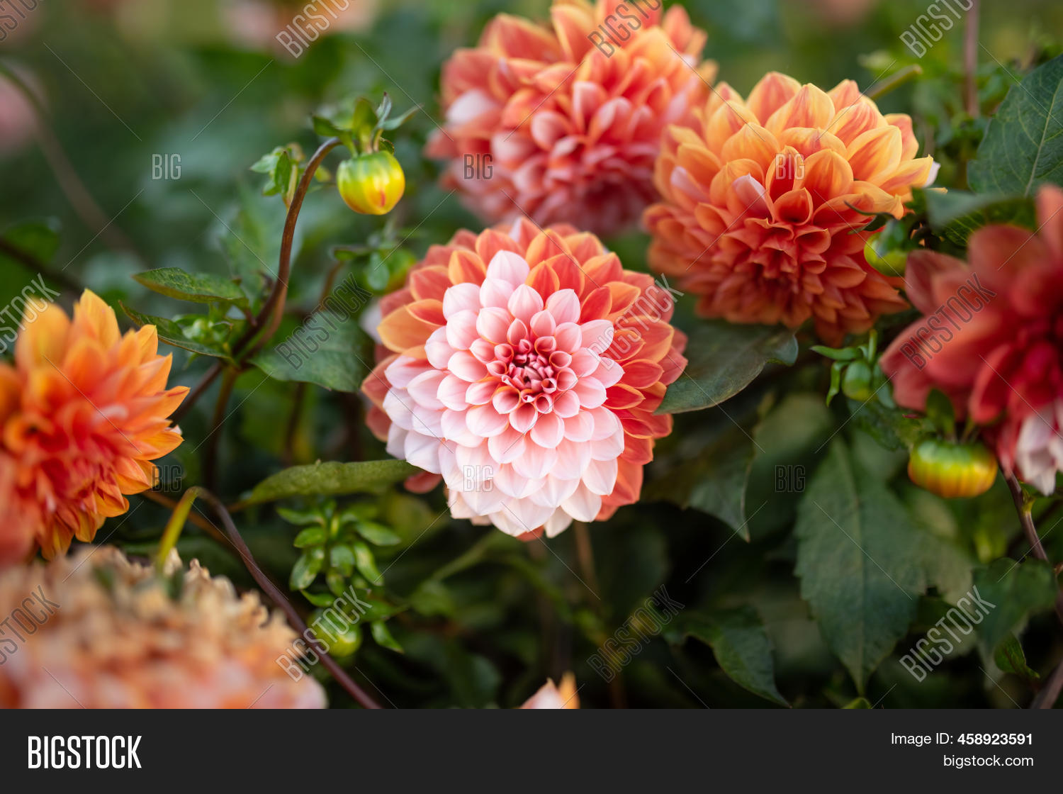 Colourful Dahlia Image & Photo (Free Trial) | Bigstock