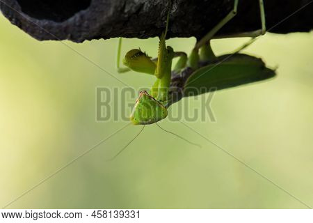 Green Praying Mantis Image & Photo (Free Trial) | Bigstock