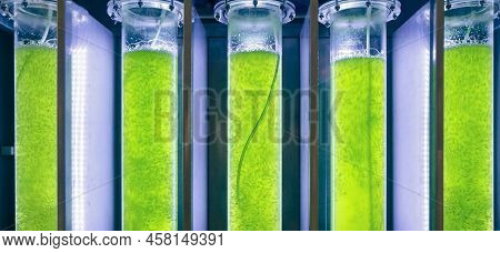 Algae Fuel Biofuel Image & Photo (Free Trial) | Bigstock
