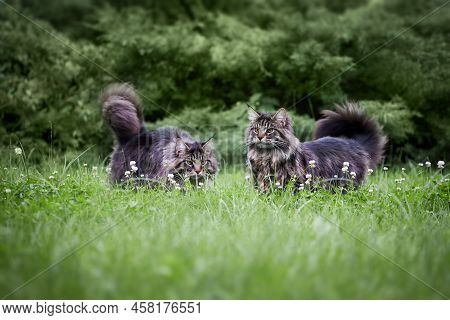 Beautiful Large Fluffy Image & Photo (Free Trial) | Bigstock