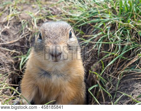 Gopher Peeking Out Image & Photo (Free Trial) | Bigstock
