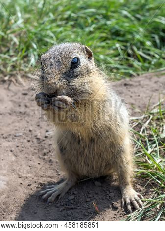 Gopher Standing On Image & Photo (Free Trial) | Bigstock