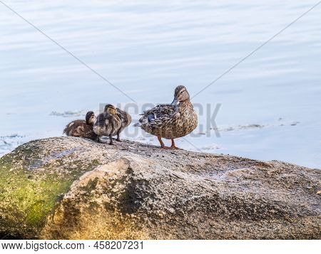 Adult Duck Many Image & Photo (Free Trial) | Bigstock