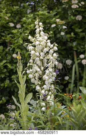 Yucca. Flowering Plant Image & Photo (Free Trial) | Bigstock