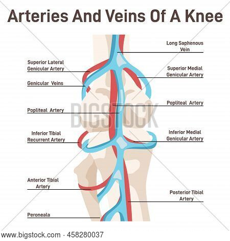 Human Knee Blood Vector & Photo (Free Trial) | Bigstock