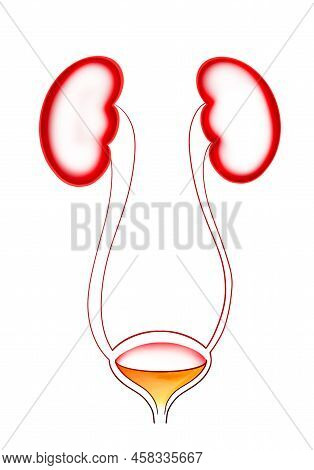 Illustration Kidneys Image & Photo (Free Trial) | Bigstock