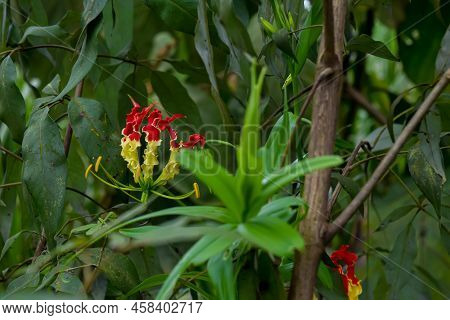 Flame Lily Green Image & Photo (Free Trial) | Bigstock