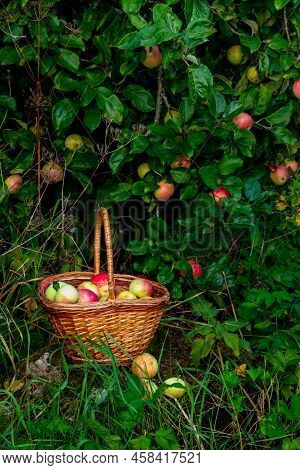 Organic Apple Harvest Image & Photo (Free Trial) | Bigstock