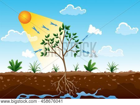 Photosynthesis Vector & Photo (Free Trial) | Bigstock