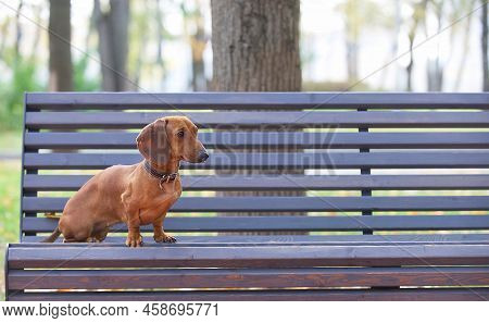 Red Hunting Dog Image & Photo (Free Trial) | Bigstock