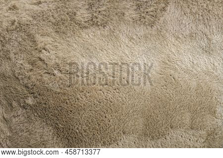 Camel Texture. Camel Image & Photo (Free Trial) | Bigstock