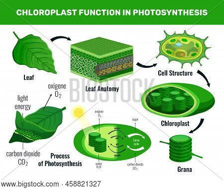 Chloroplast Vector & Photo (Free Trial) | Bigstock