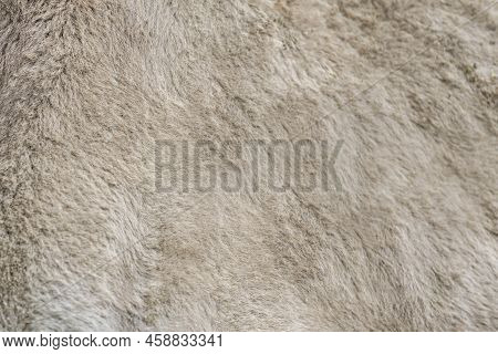 Camel Texture. Camel Image & Photo (Free Trial) | Bigstock