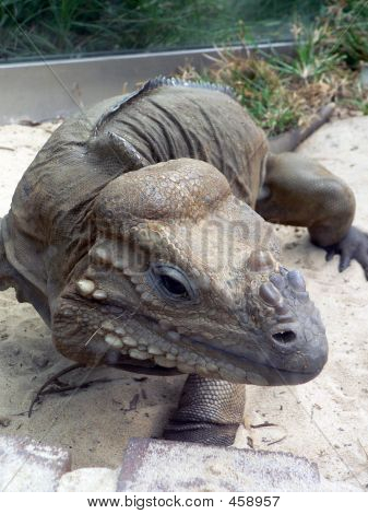 Rhino Lizard Image & Photo (Free Trial) | Bigstock