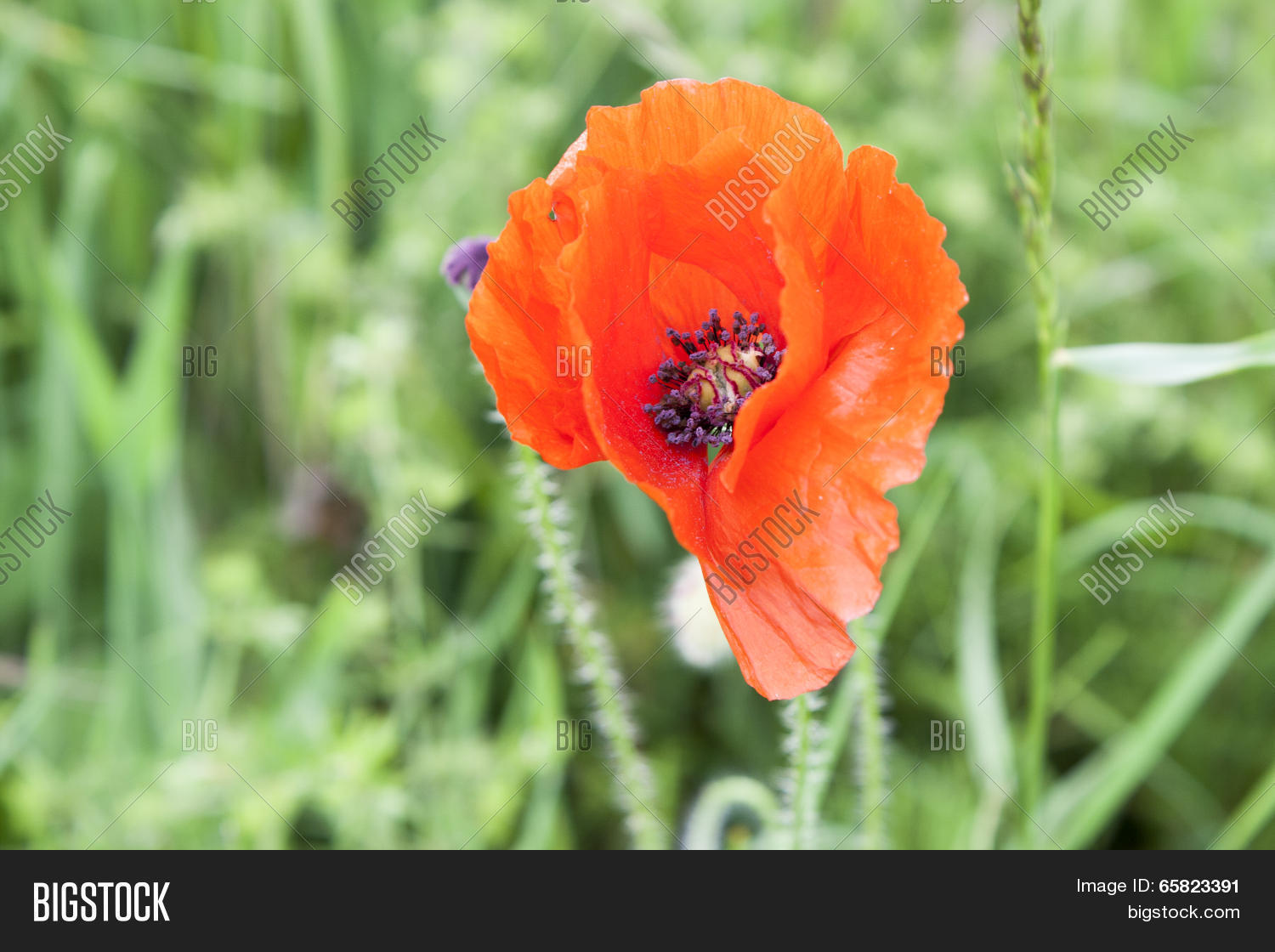 Red Poppies Anzac Image & Photo (Free Trial) | Bigstock