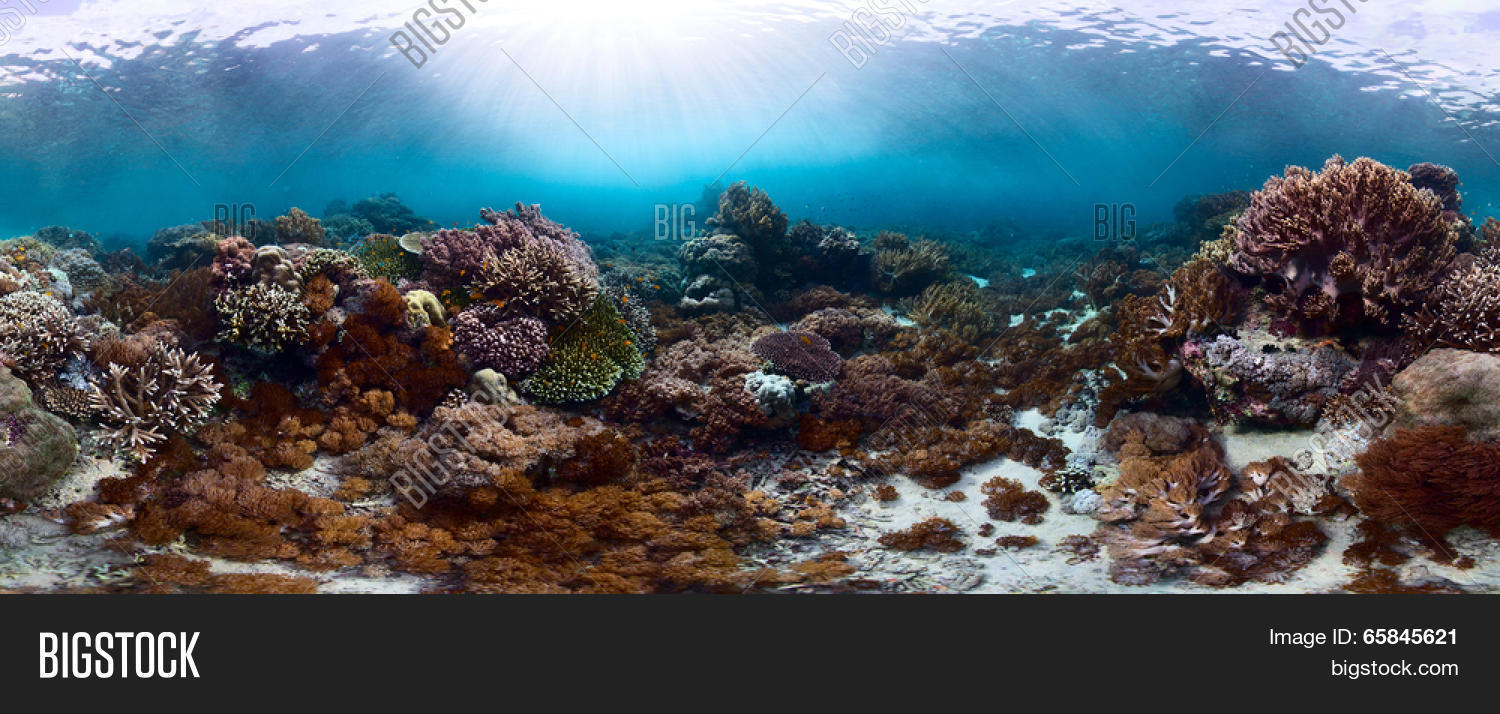 Underwater Panorama Image & Photo (Free Trial) | Bigstock