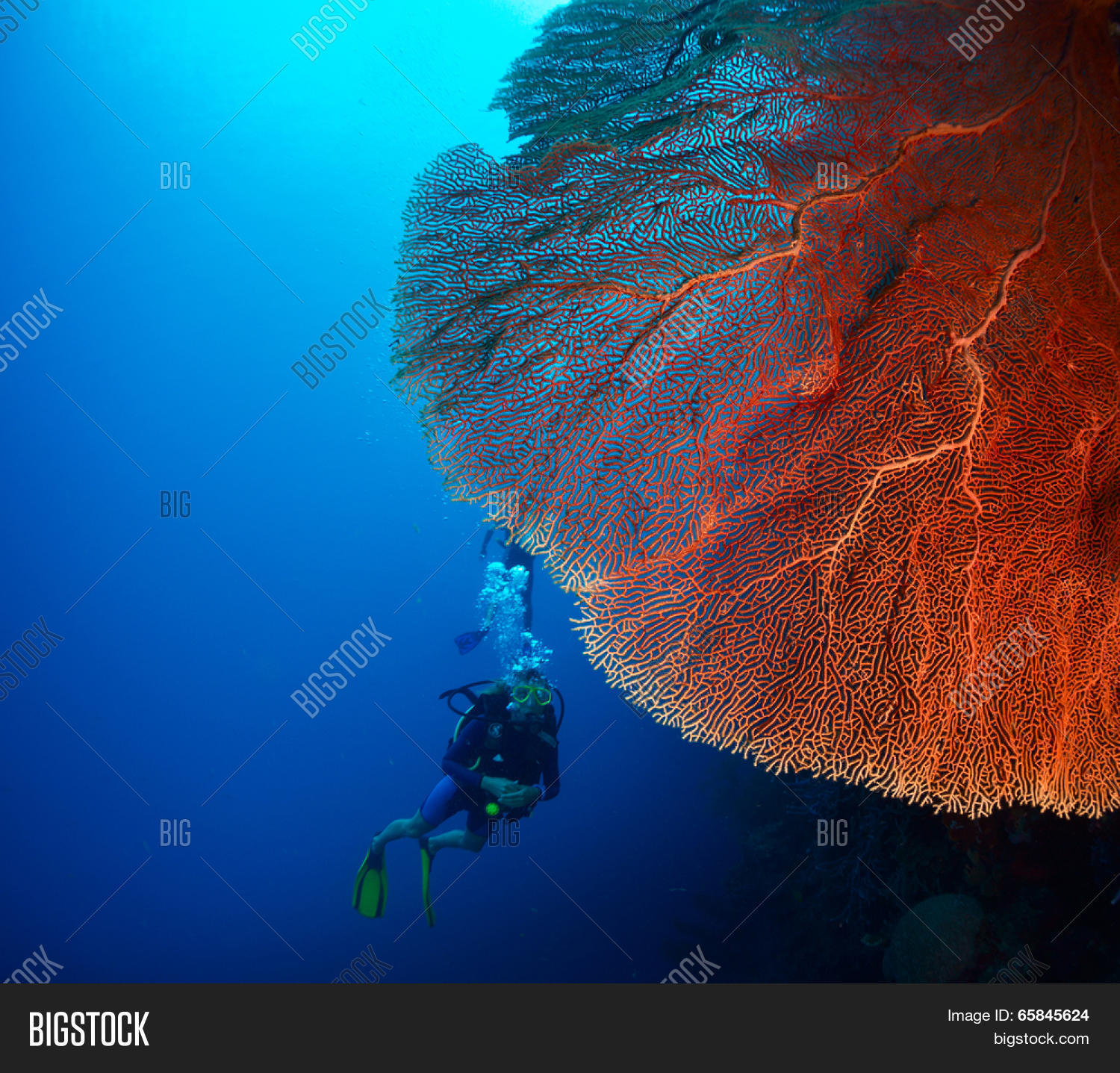 Diver Depth Near Huge Image & Photo (Free Trial) | Bigstock