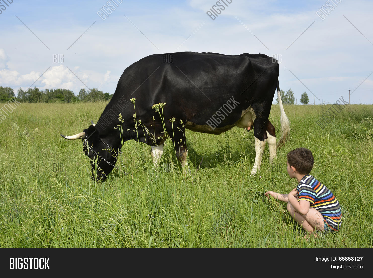 Little Boy Feeds Cow Image & Photo (Free Trial) | Bigstock