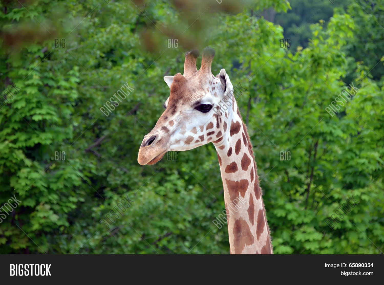 Very Tall Giraffe Head Image & Photo (Free Trial) | Bigstock