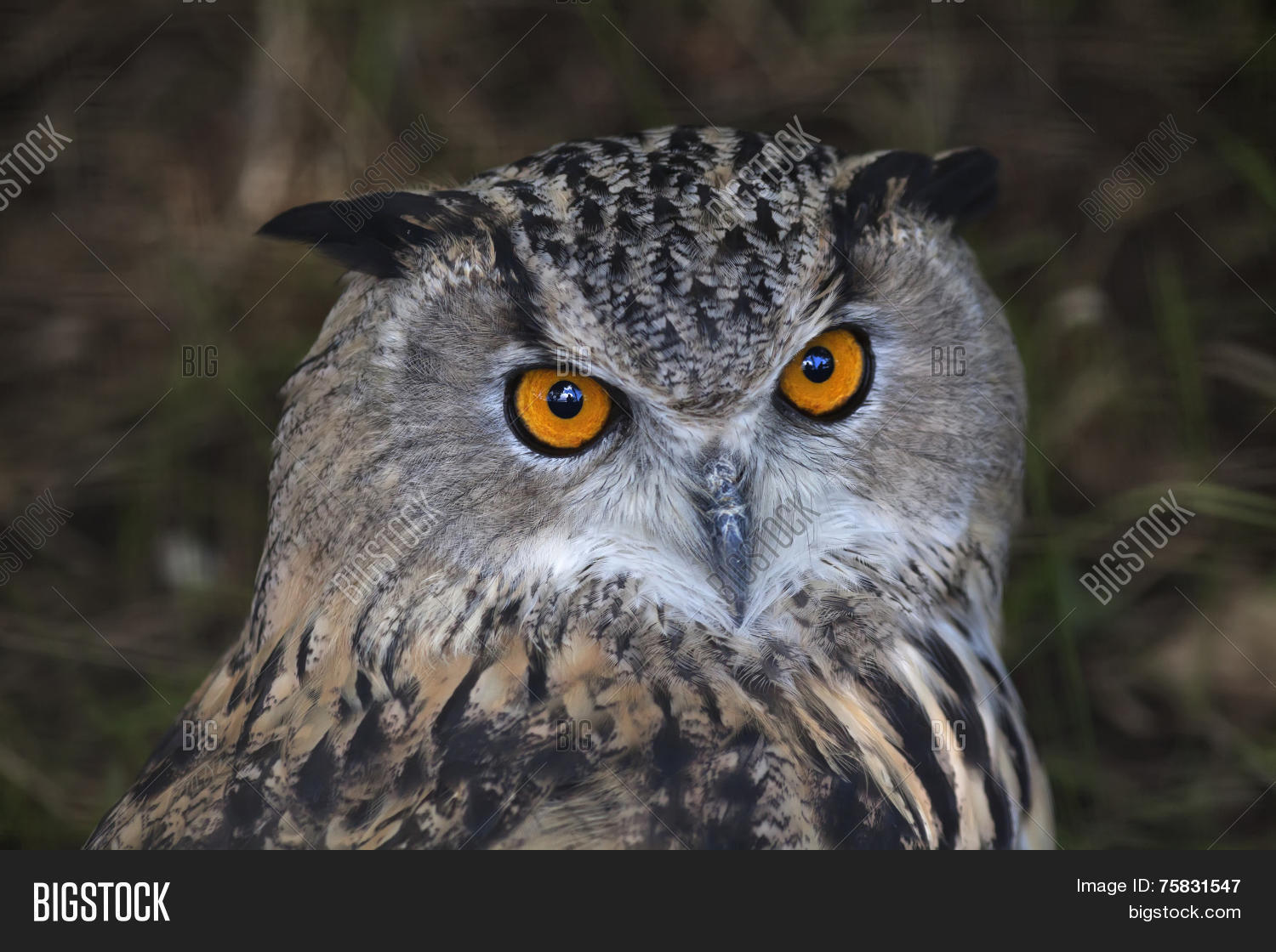 Head Screech Owl. Image & Photo (Free Trial) | Bigstock