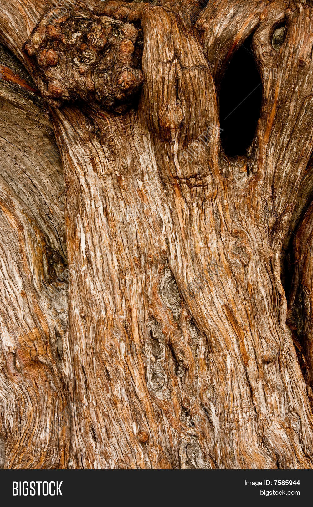 Old Gnarled Oak Tree Image & Photo (Free Trial) | Bigstock