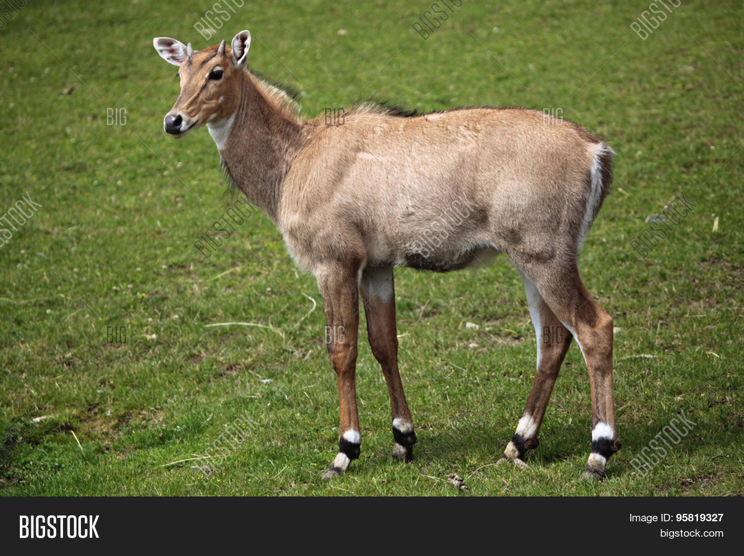 Nilgai (Boselaphus Image & Photo (Free Trial) | Bigstock
