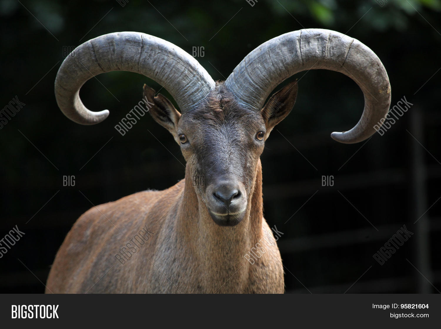 East Caucasian Tur ( Image & Photo (Free Trial) | Bigstock