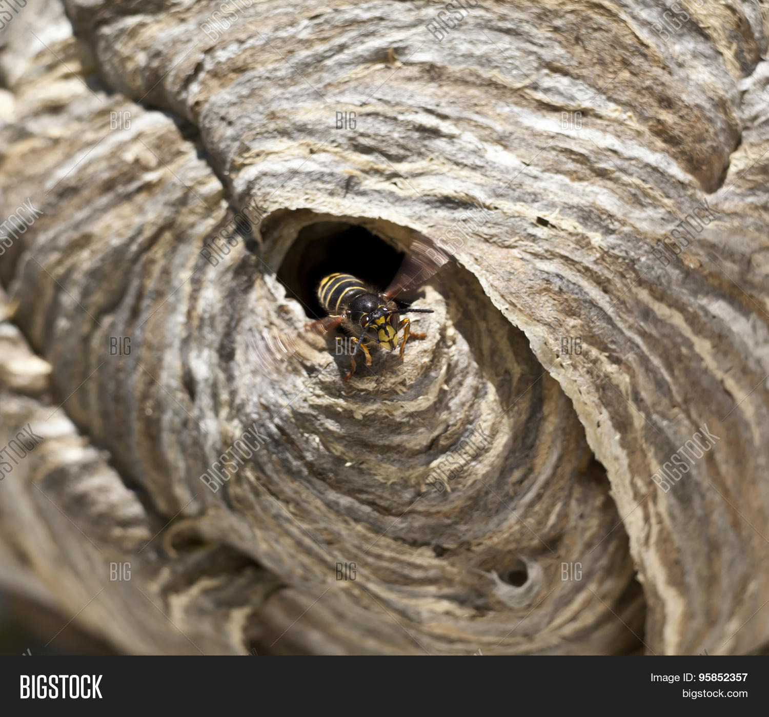 Close View Wasps Image & Photo (Free Trial) | Bigstock