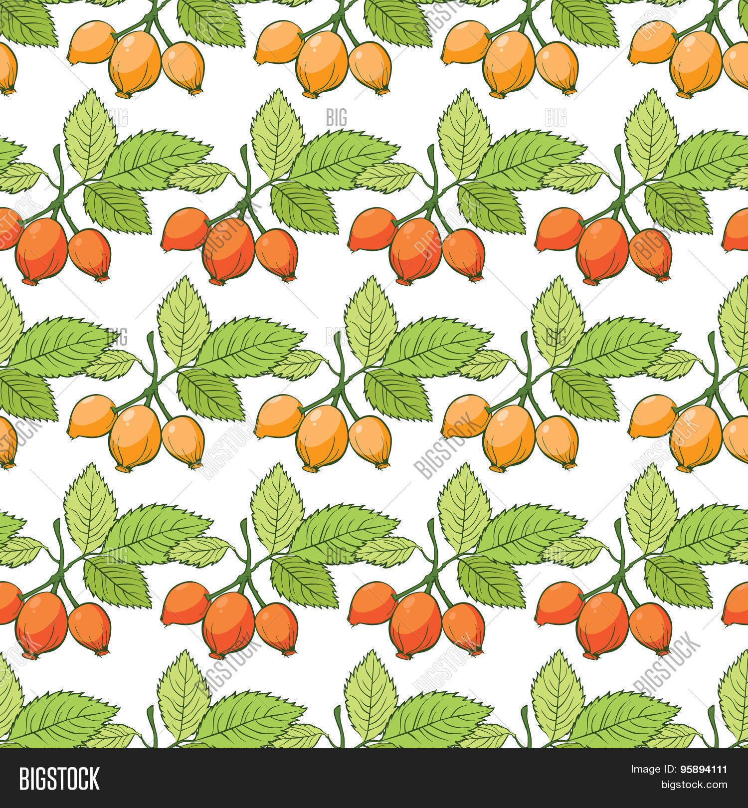 Vector Rosehip Sosa Vector & Photo (Free Trial) | Bigstock