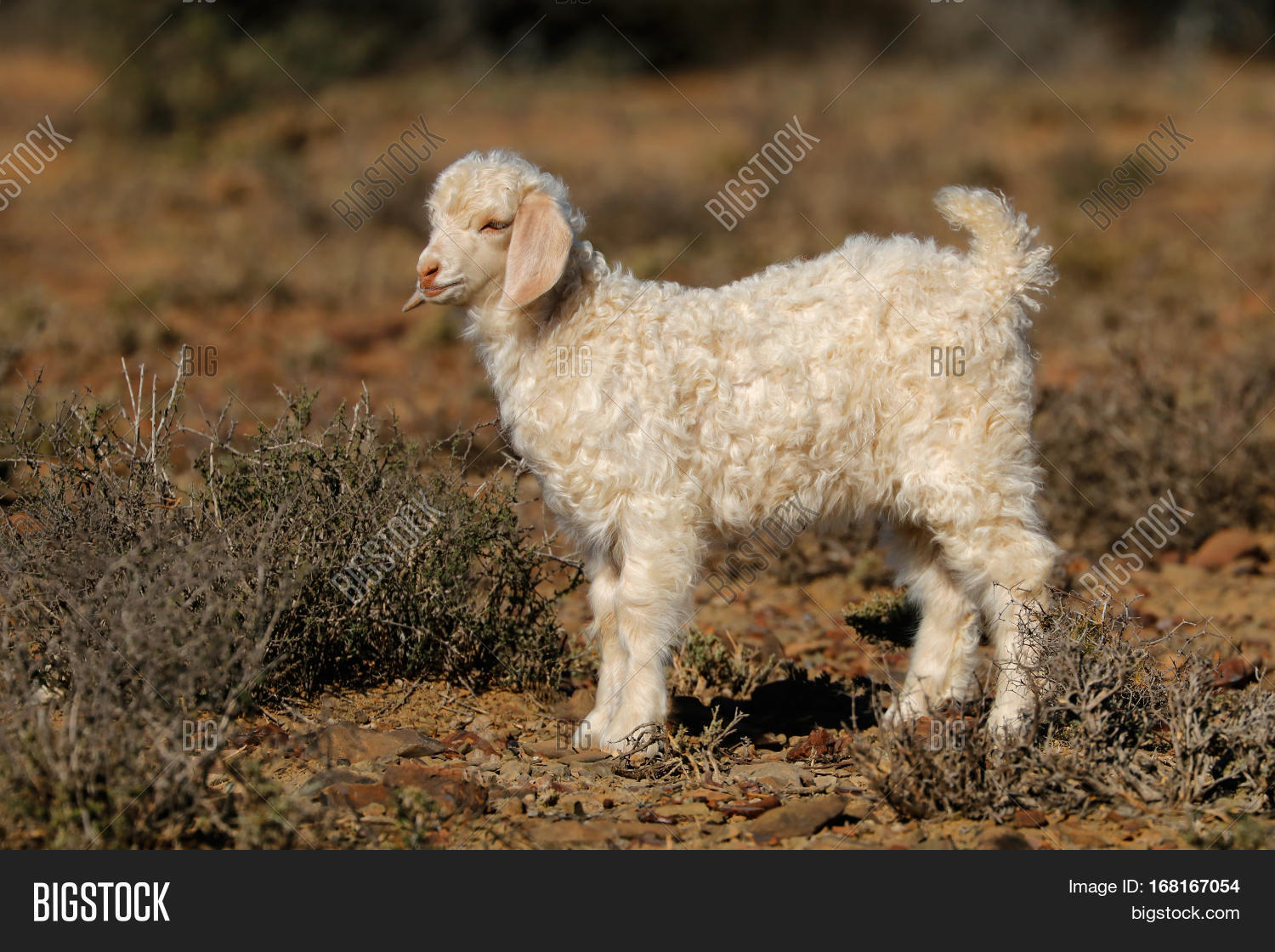 Young Angora Goat Kid Image & Photo (Free Trial) | Bigstock