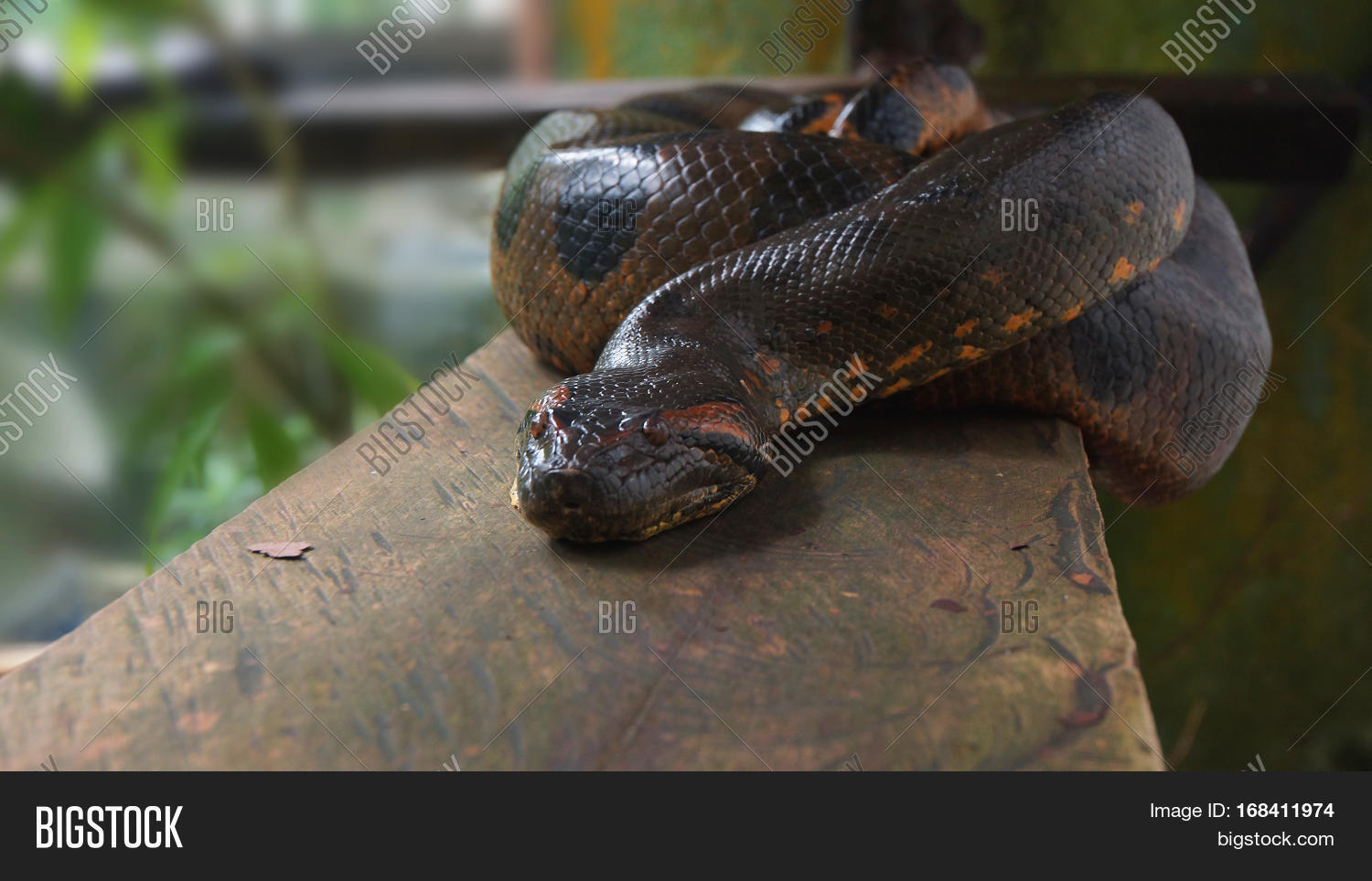 Anaconda On Wooden Log Image & Photo (Free Trial) | Bigstock