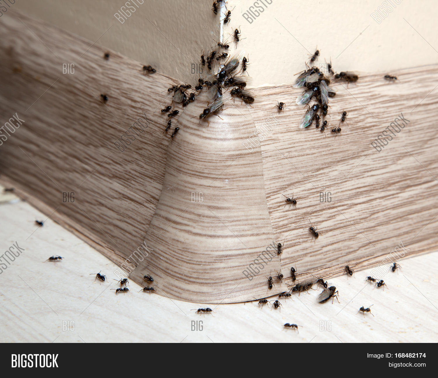 Ants House On Image & Photo (Free Trial) | Bigstock