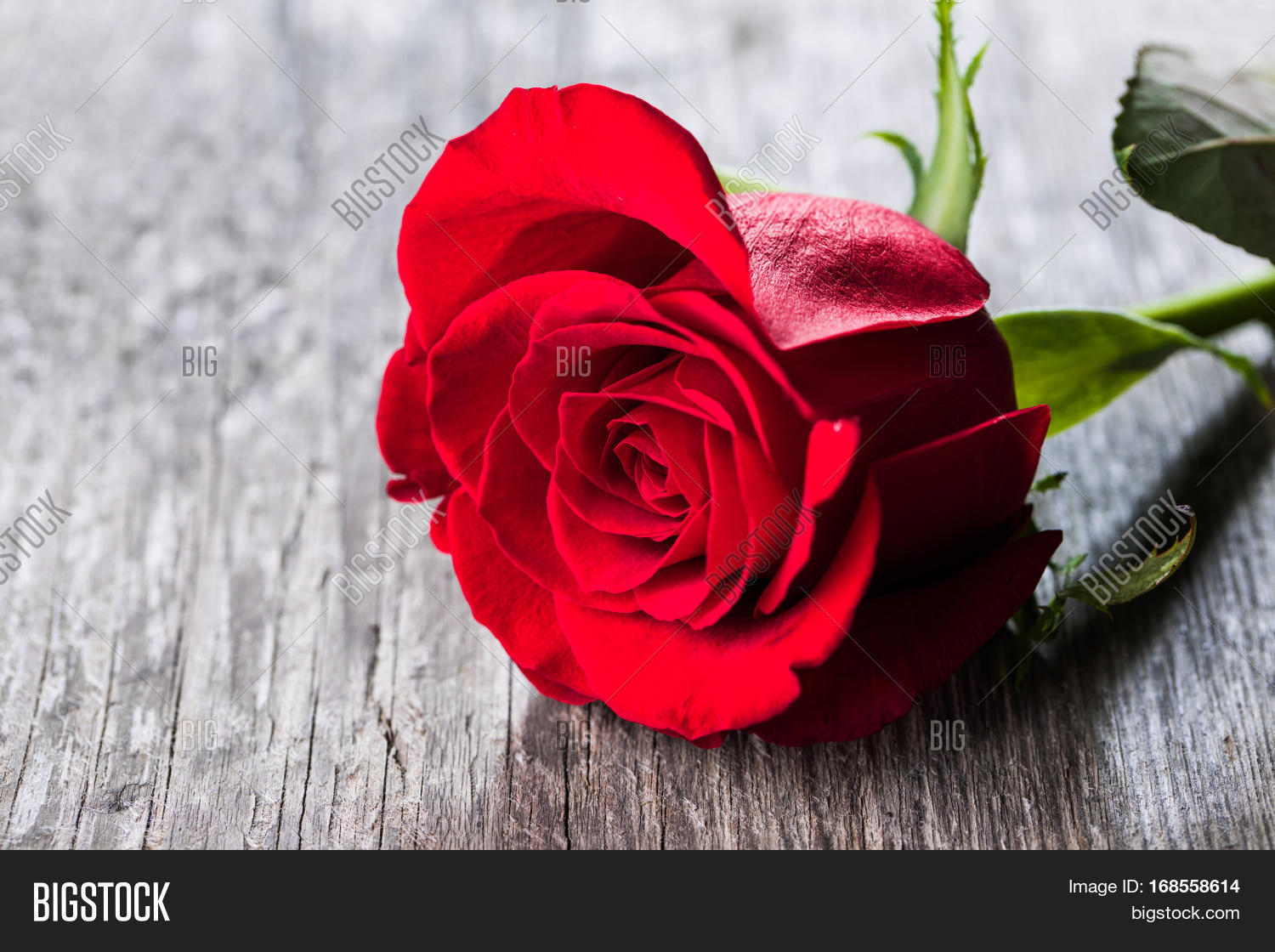 Red Rose Lying On Image & Photo (Free Trial) | Bigstock