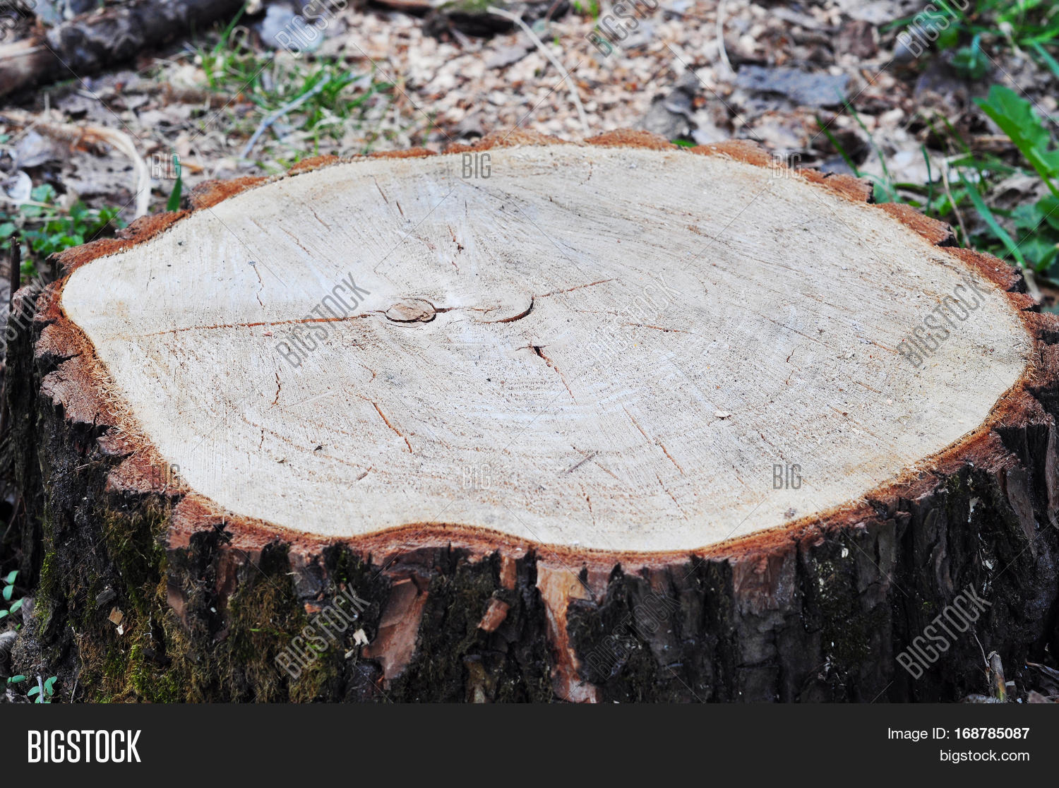 Trees Being Cut Down Image & Photo (Free Trial) | Bigstock