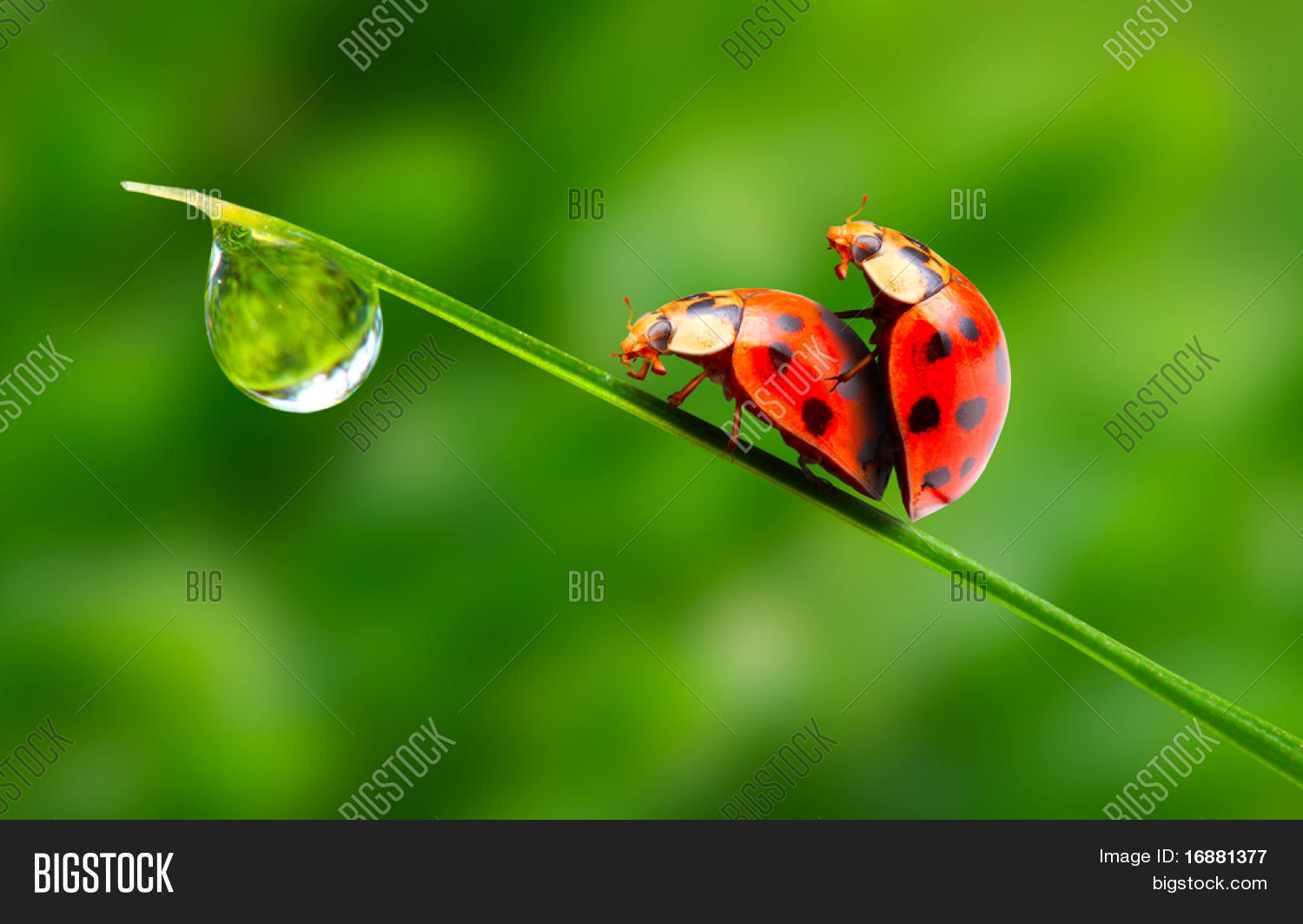 Love-making Ladybugs Image & Photo (Free Trial) | Bigstock