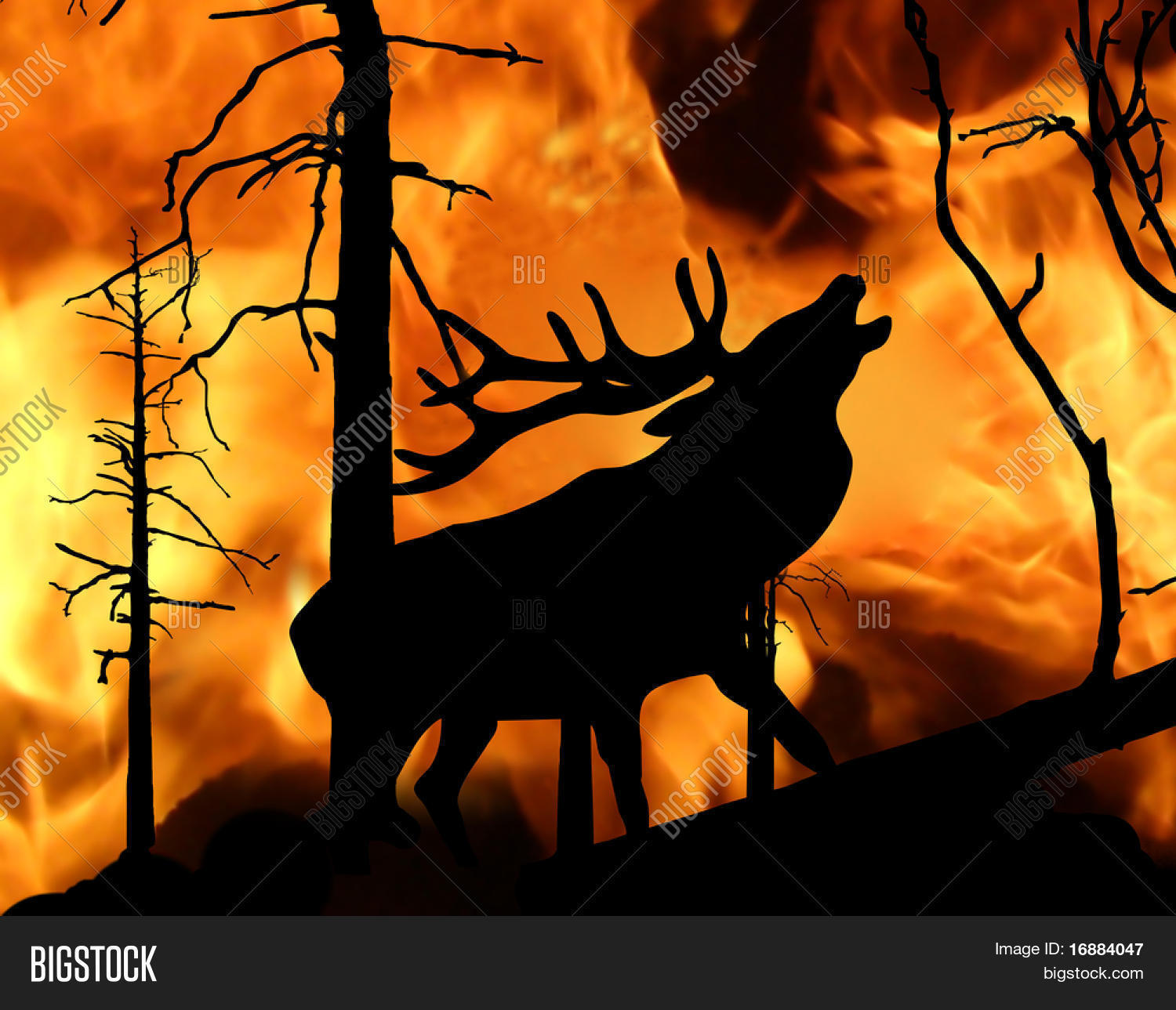 Deer Amongst Wildfire Image & Photo (Free Trial) | Bigstock